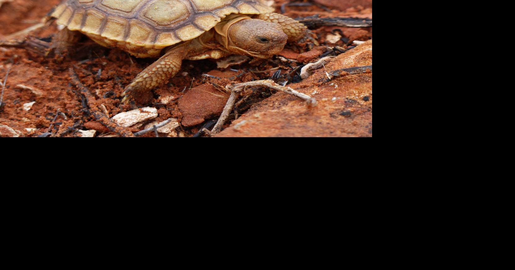 How is Southern Utah’s ‘unusually hot summer’ impacting region ...