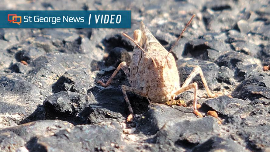 New grasshopper swarm bugging Southern Utahns | Explore | stgeorgeutah.com