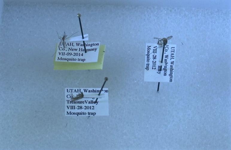 Utahn infected with Zika dies; how to keep your family safe in mosquito ...