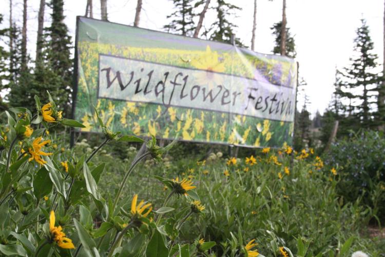 Cedar Breaks Wildflower Festival showcases nature for families ...