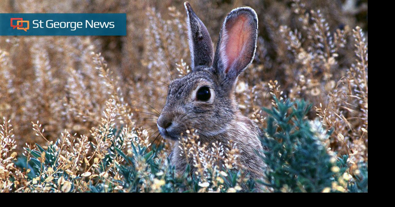Officials confirm cases of deadly disease in Utah wild rabbits ...