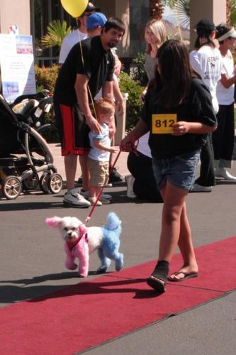 SunRiver Pet Festival for animal lovers and P.A.W.S; STGnews Photo ...