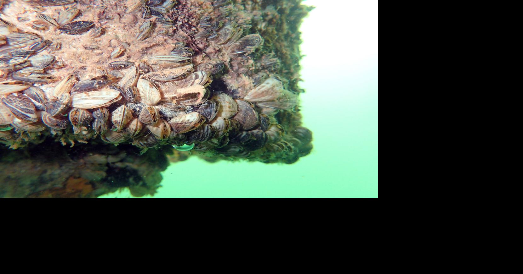 Over 11K boats inspected for aquatic invasive species in Utah during ...