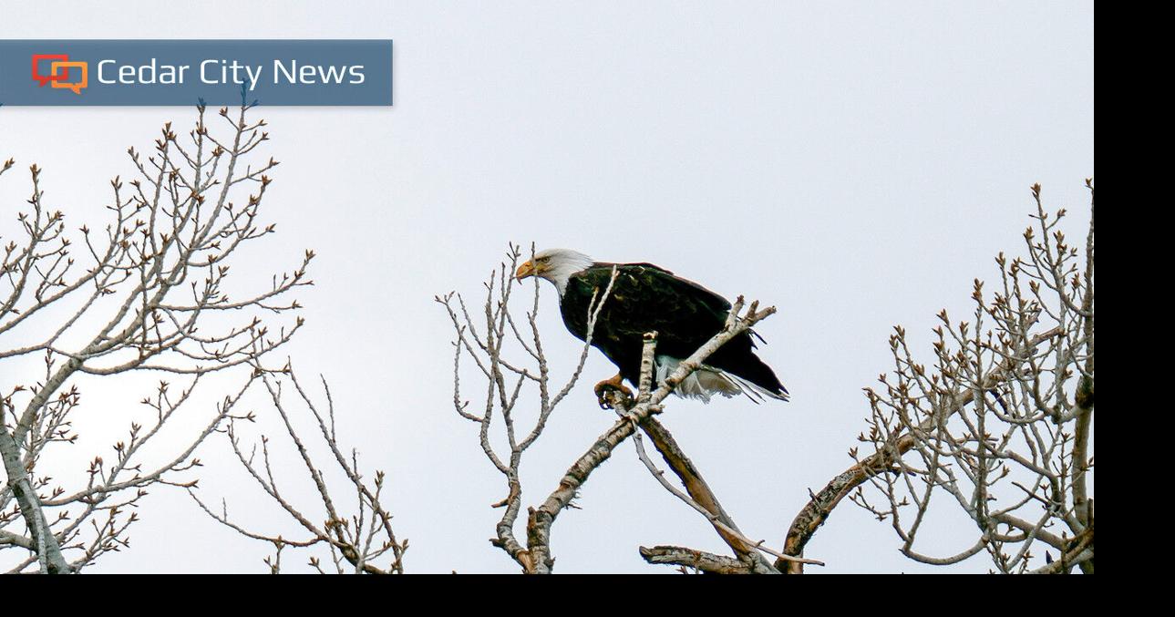 $10K reward offered for info on bald eagle shooting near Cedar City ...