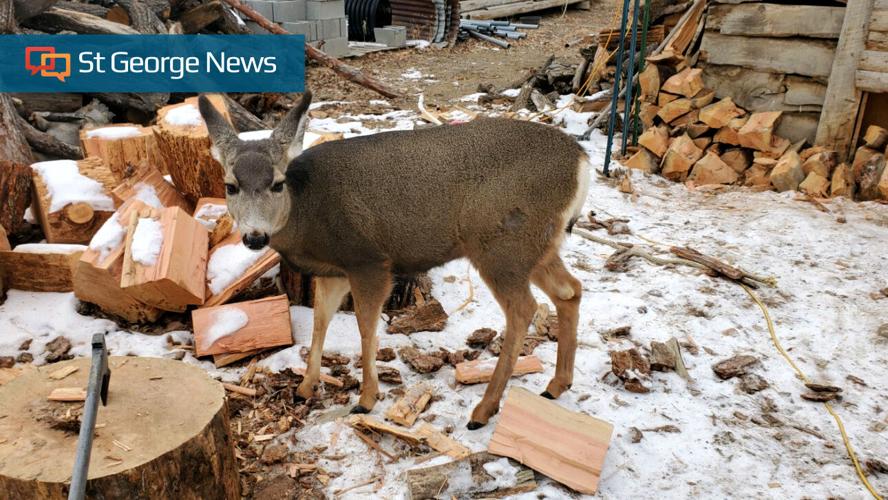 Southern Utah resident says DWR officer went on private property, shot ...