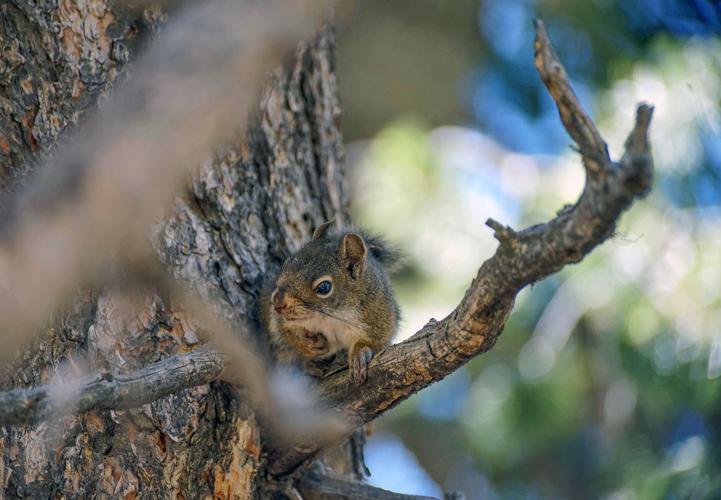 Love them or hate them: Squirrel Appreciation Day is coming up | Life | stgeorgeutah.com