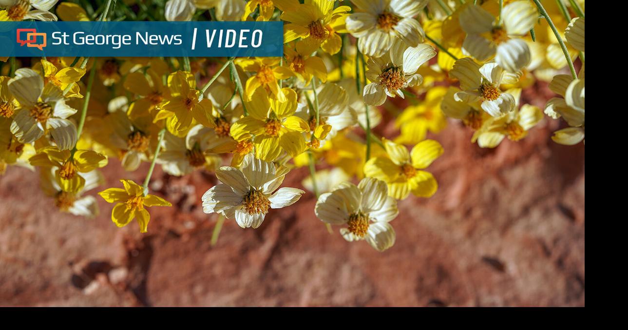 Photo gallery: It’s not too late to stop and smell the Southern Utah ...