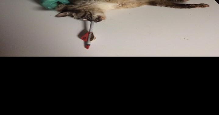 Cat impaled by arrow recovering, investigation ongoing | News ...