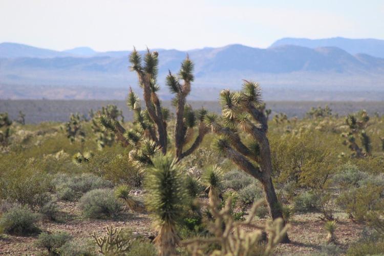 ‘Unity for Utah’ theme of Democratic congressional candidate’s campaign ...