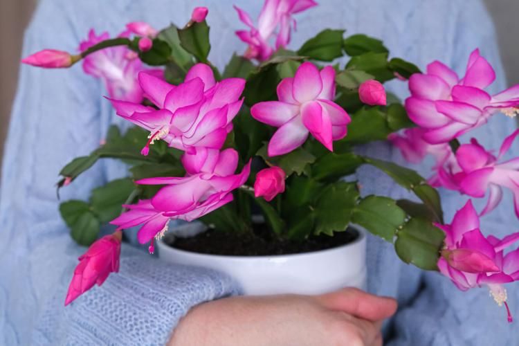 Brighten your post-holiday home with vibrant indoor plants | Home and ...
