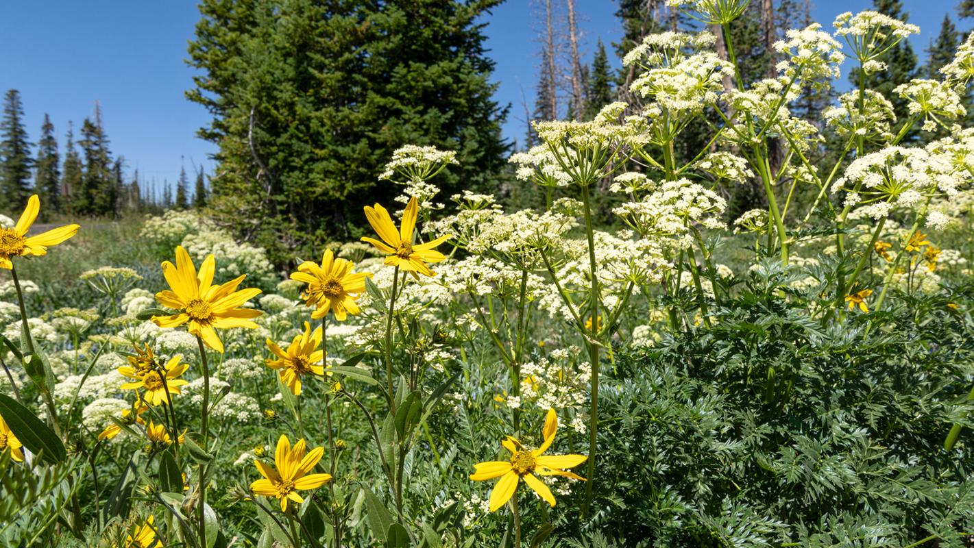 Photo gallery: Cedar Breaks Wildflower Festival marks 20 years of ...