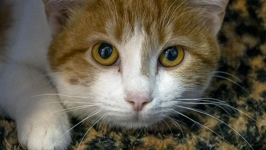 Tips on adopting a new best friend: How Southern Utahns can bring joy ...