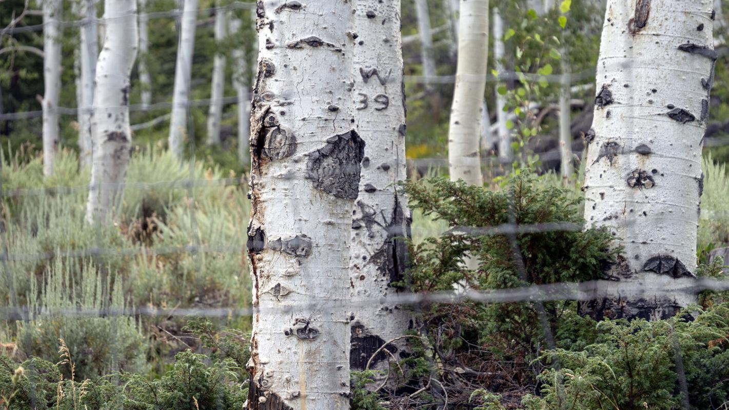 Can Pando survive? PBS documentary explores unique nature, fate of ...