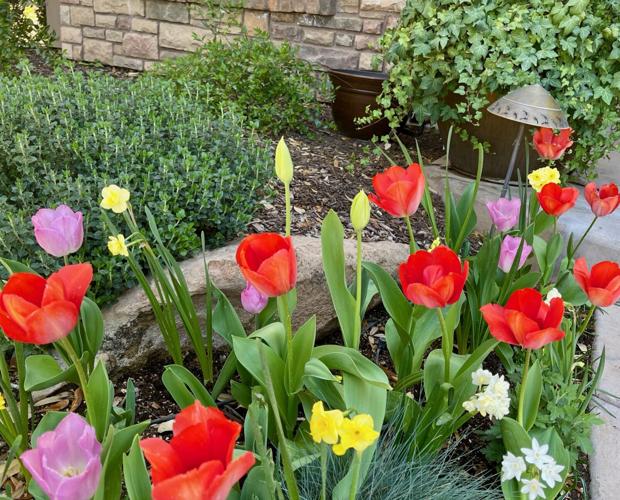 Spring gardening in Southern Utah: Take these steps now to reduce ...