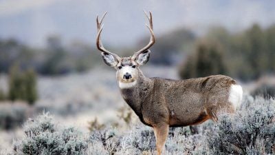 Want to gather shed antlers this season? Here’s what Southern Utahns ...