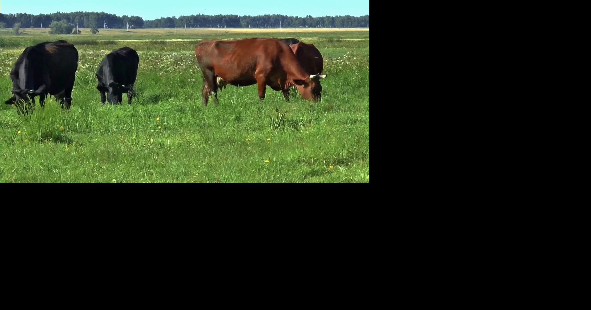 The number of cows in Utah is ‘udderly’ astonishing: Cattle are No. 1 ...