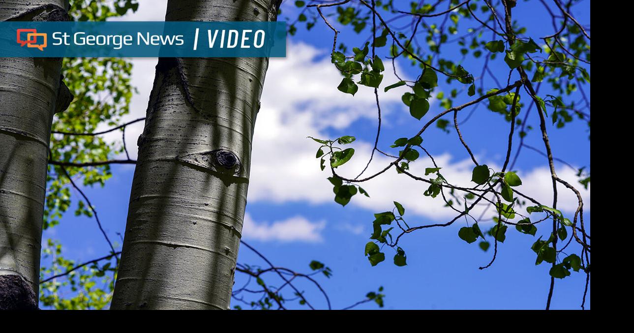 ‘Remarkable and unique’: How do these trembling trees impact Southern ...