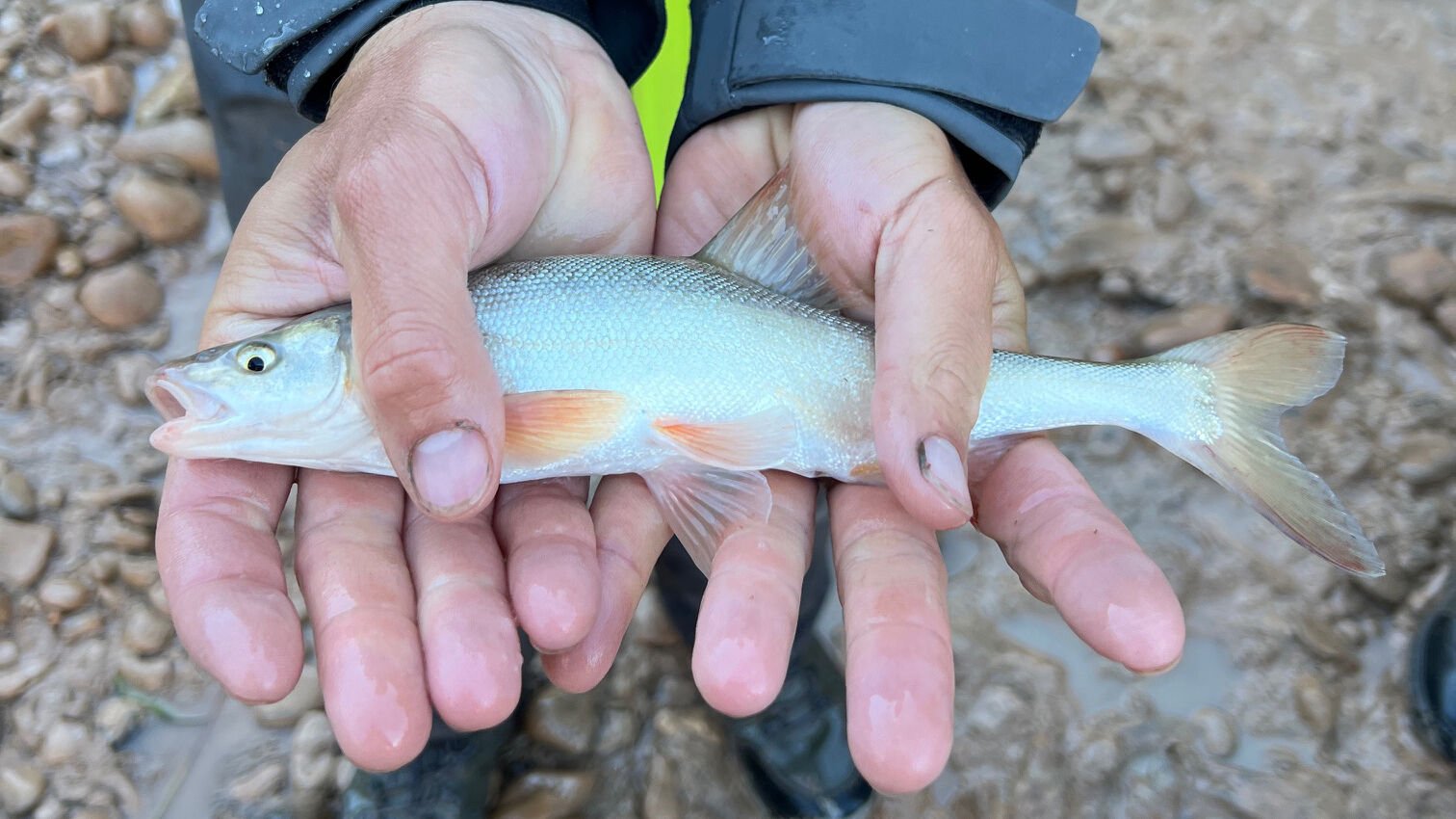 Biologists trap rare Virgin River fish, express hope 'we're making a ...