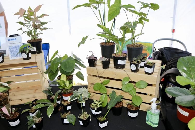 Hurricane woman shares love of rare, exotic plants with growing ...