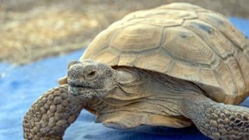 Northern Corridor highway under review as officials reopen public ...