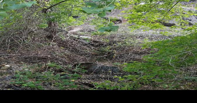 Raspberry bushes spare rider’s life when motorcycle plunges off cliff ...