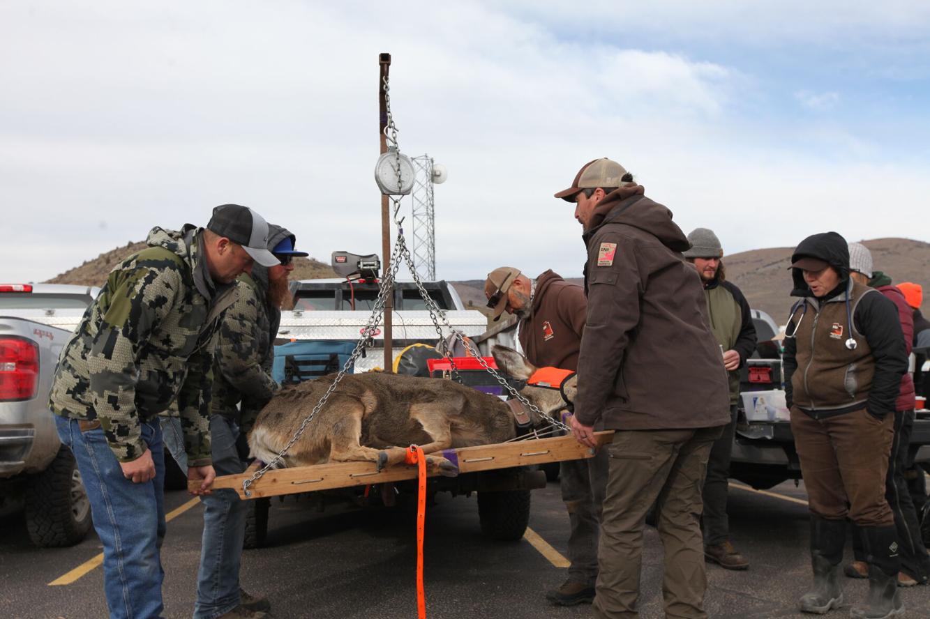 Utah wildlife officials capture more than 1,400 big game animals for ...