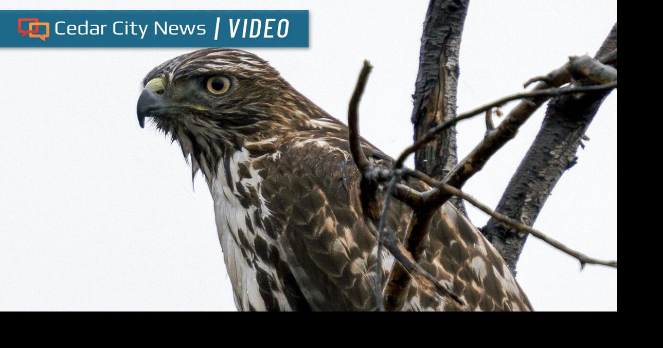 Eagles, ravens and turkeys, oh my! Get the inside scoop on Southern ...