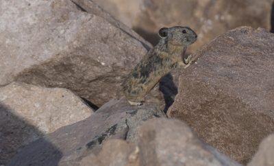 Pika: An ‘insanely adorable,’ high-mountain mammal with attitude found ...