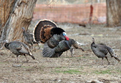 Here’s what Utah hunters should know for the spring turkey hunts ...