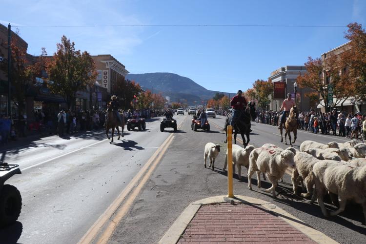 Video, photo gallery: Cedar City’s annual sheep parade | Events ...