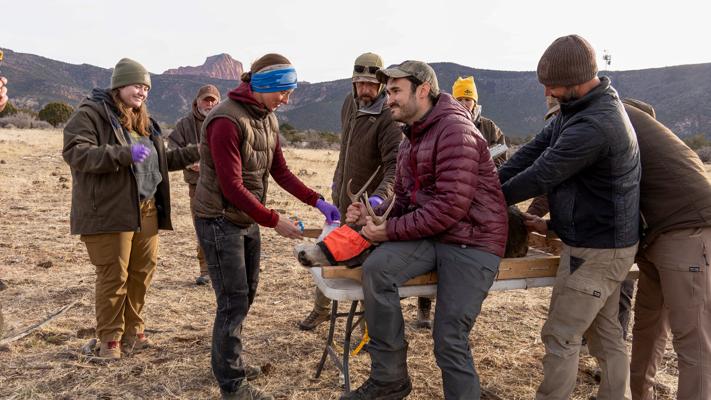 Southern Utah deer flying high as DWR conducts annual health ...