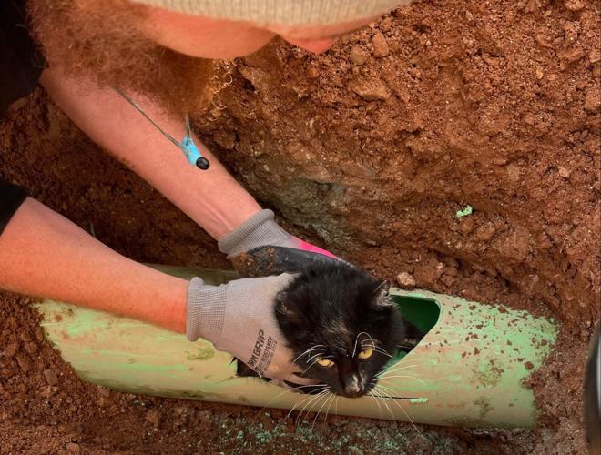 Cat rescued from pipe unharmed save ‘stinkiness,’ awaits new home ...