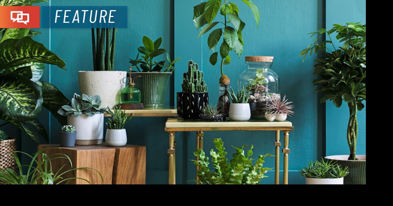 Here’s how to grow a stunning indoor succulent garden | Home and Garden ...