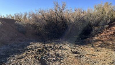 Local nonprofit, woodturners join forces to rid Southern Utah of ...