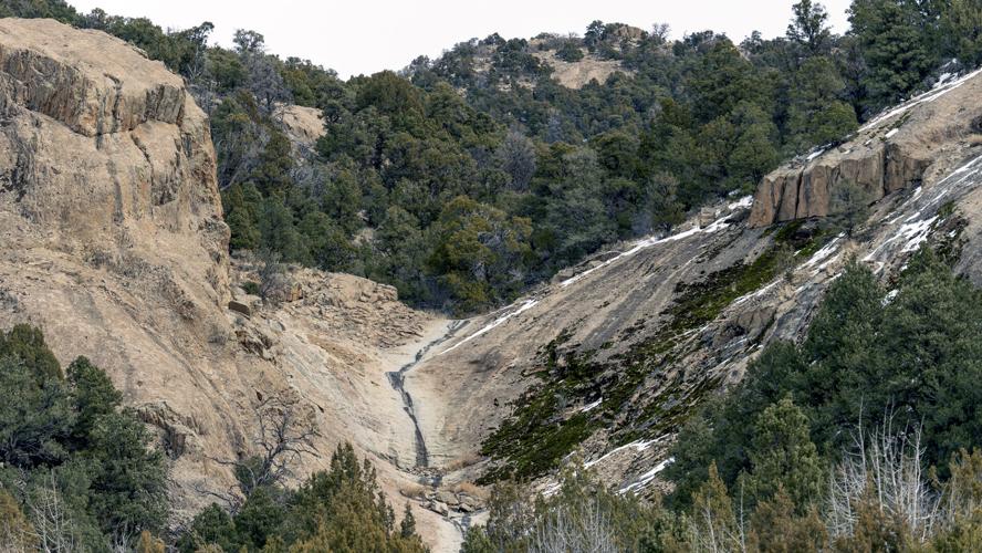 Safeguarding old-growth forests: Federal initiative could bring change ...