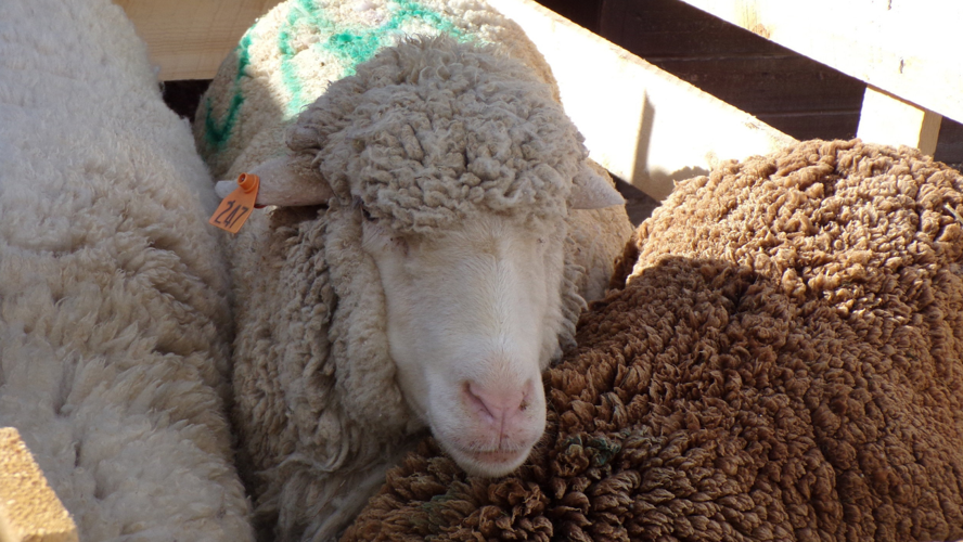 Experience living history at Frontier Homestead State Park's Sheep to ...