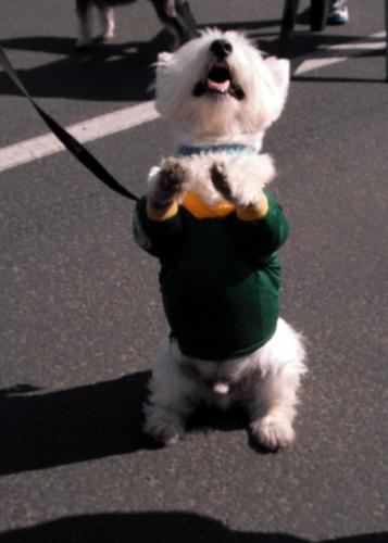 SunRiver Pet Festival aims to support new county animal shelter | Life ...