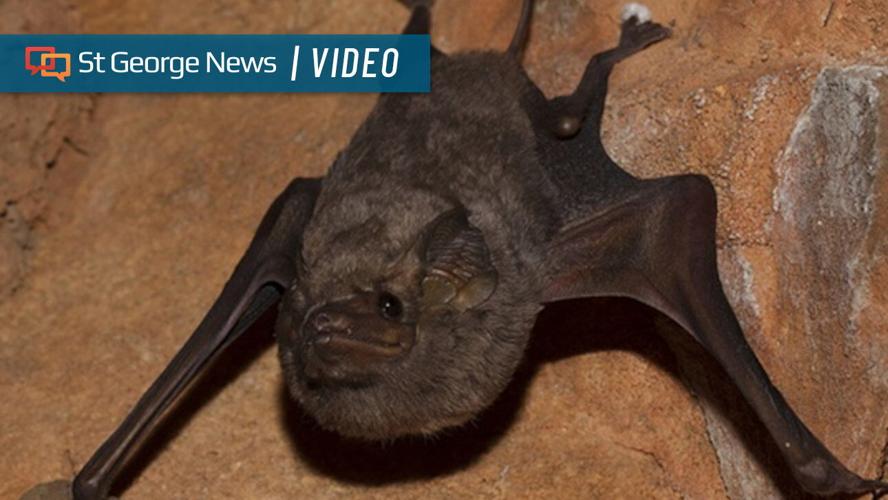 Grand Canyon visitors advised to be wary of potentially rabid animals ...