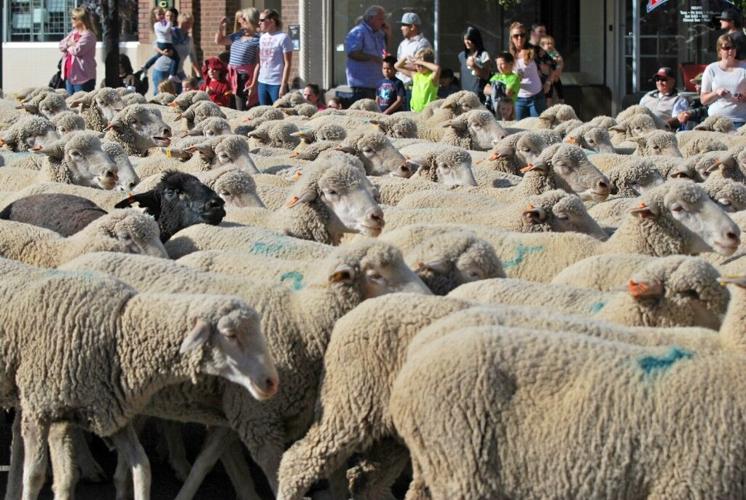 Are ‘ewe’ ready for wild, wooly sheep? Annual livestock parade hits ...