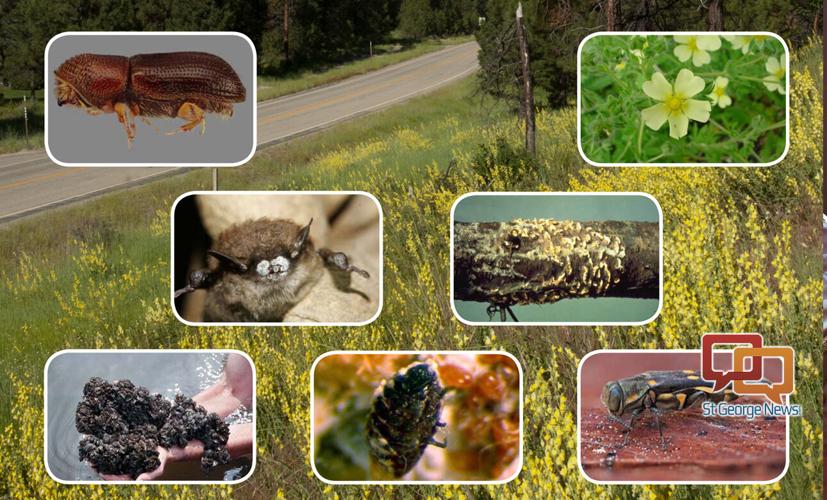 invasive species examples