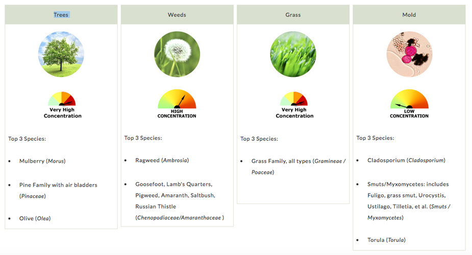 Worst allergy season in 10 years, misery index hits 10 out of 10 ...