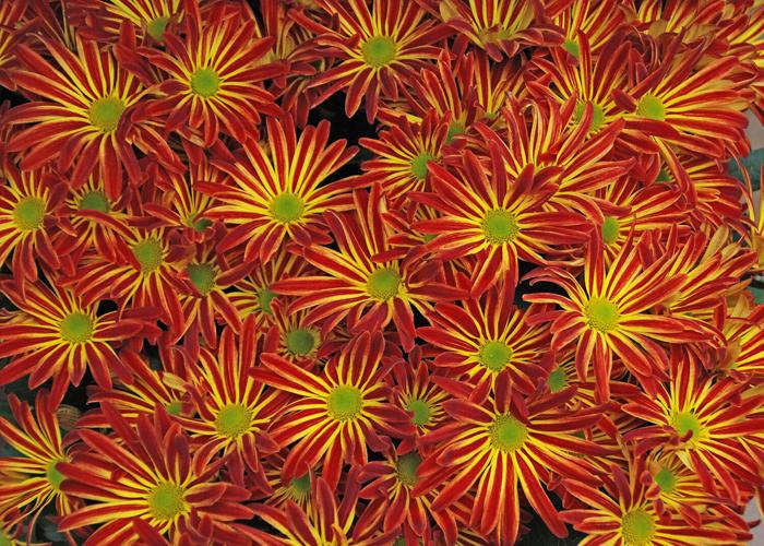 Time for mums: Shorter days bring back favorite fall blossoms | Home ...