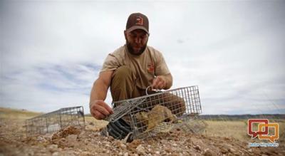 Iron County plans for renewed federal oversight of prairie dogs ...