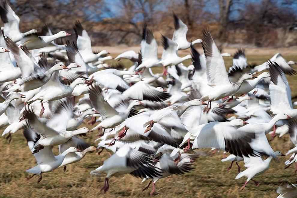Ogle a gaggle of migrating geese during the 2025 Delta Snow Goose ...