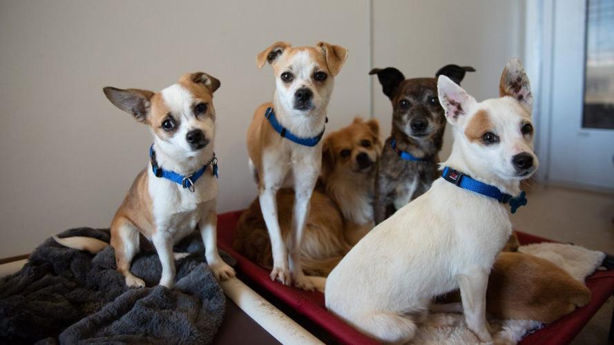 Best Friends Animal Sanctuary in Kanab rescues 27 uncared for cats and ...