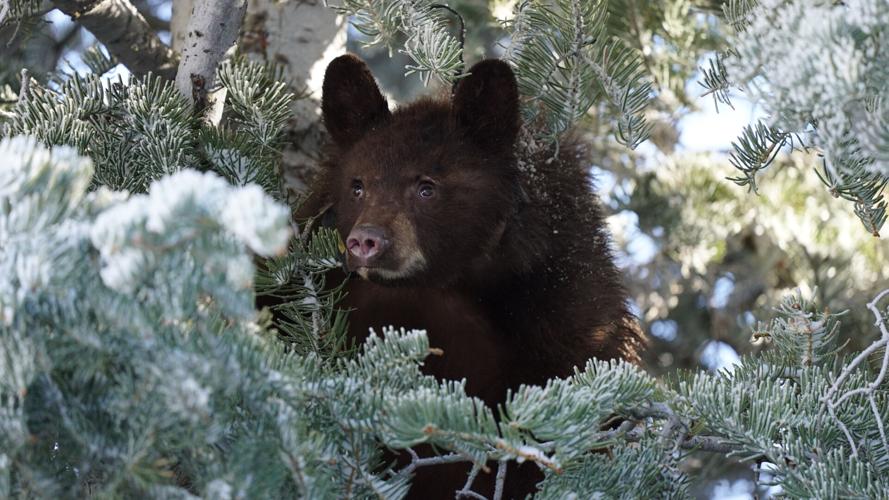 Orphaned bear cubs find their way back into the mountains, with a ...