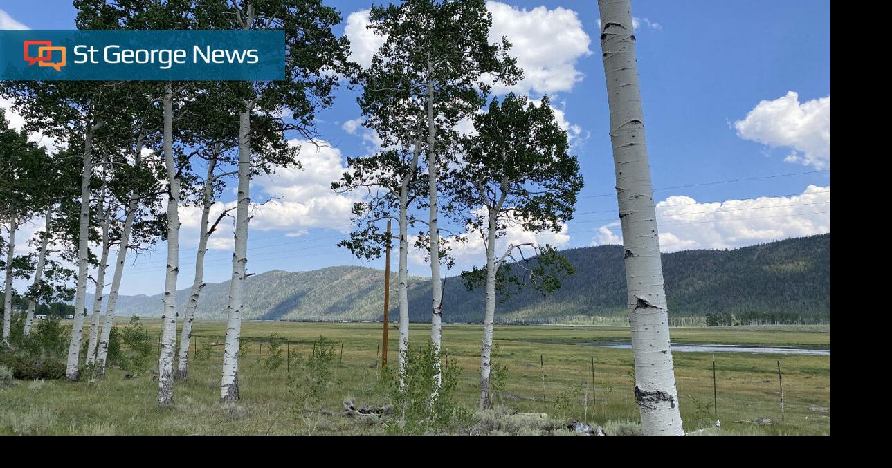 Utah native aspen trees affected by invasive insect | Local News ...