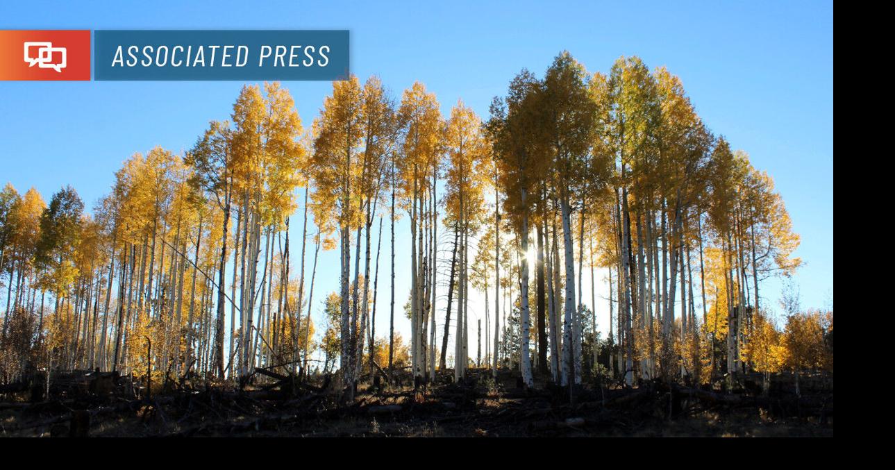 Insect infestation threatens Arizona’s aspen trees | Local News ...