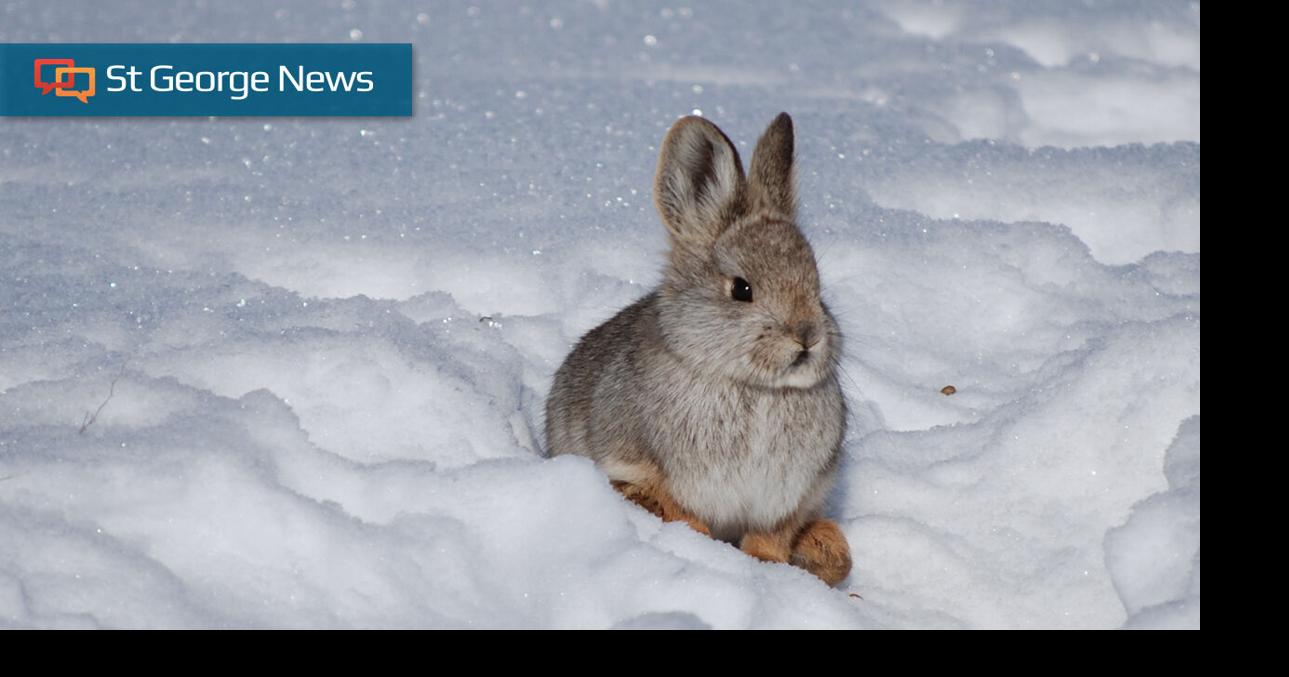 Pygmy rabbits in peril? Conservationists seek protections for this ...