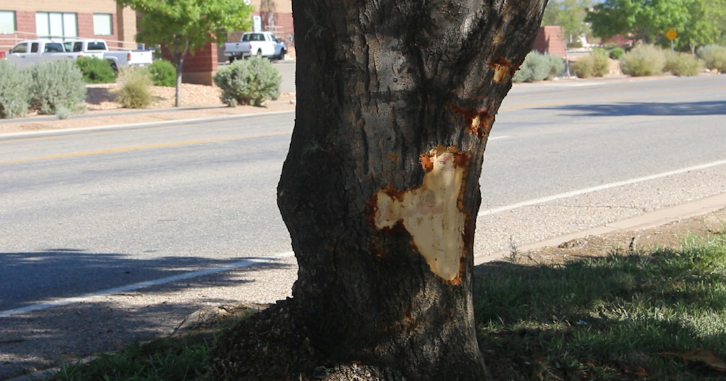 ‘Altercation with a tree’ severely damages car, injures driver | Local ...